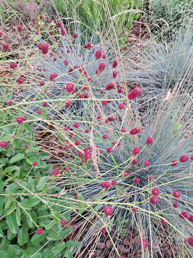zilganā auzene Festuca glauca - Augi rudens kastēm, traukiem ...